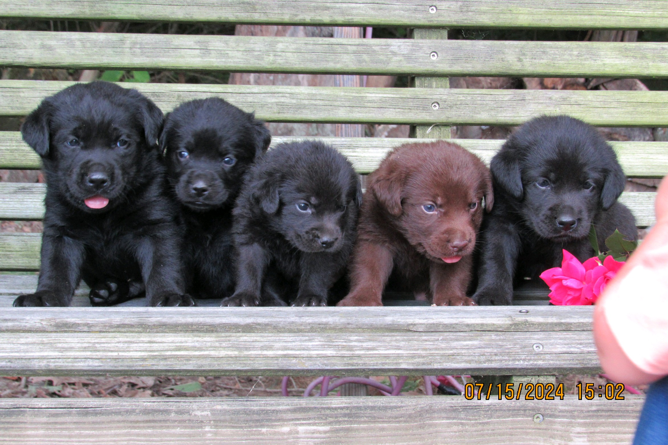 Cox Ohio Classified MarketPlace - LABRADOR ENGLISH STYLE AKC PUPPIES