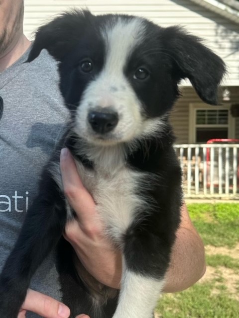 Cox Ohio Classified MarketPlace - Border Collie ABCA Registered Puppies