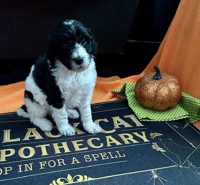 Cox Ohio Classified MarketPlace - Pets & Animals