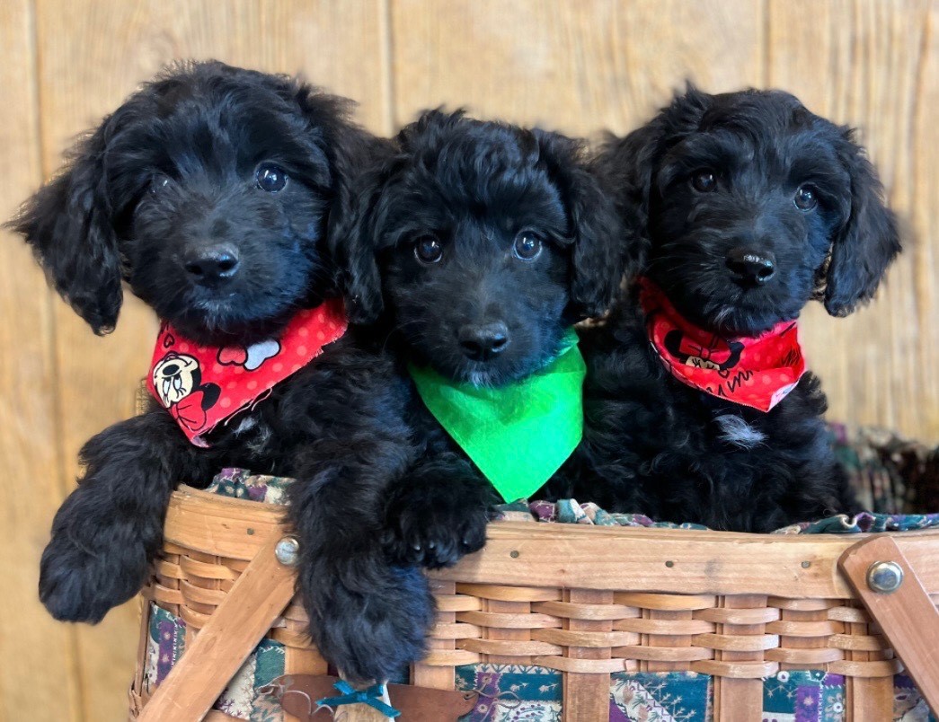 Cox Ohio Classified MarketPlace - AUSSIEDOODLE PUPPIES F1BB MINIATURES