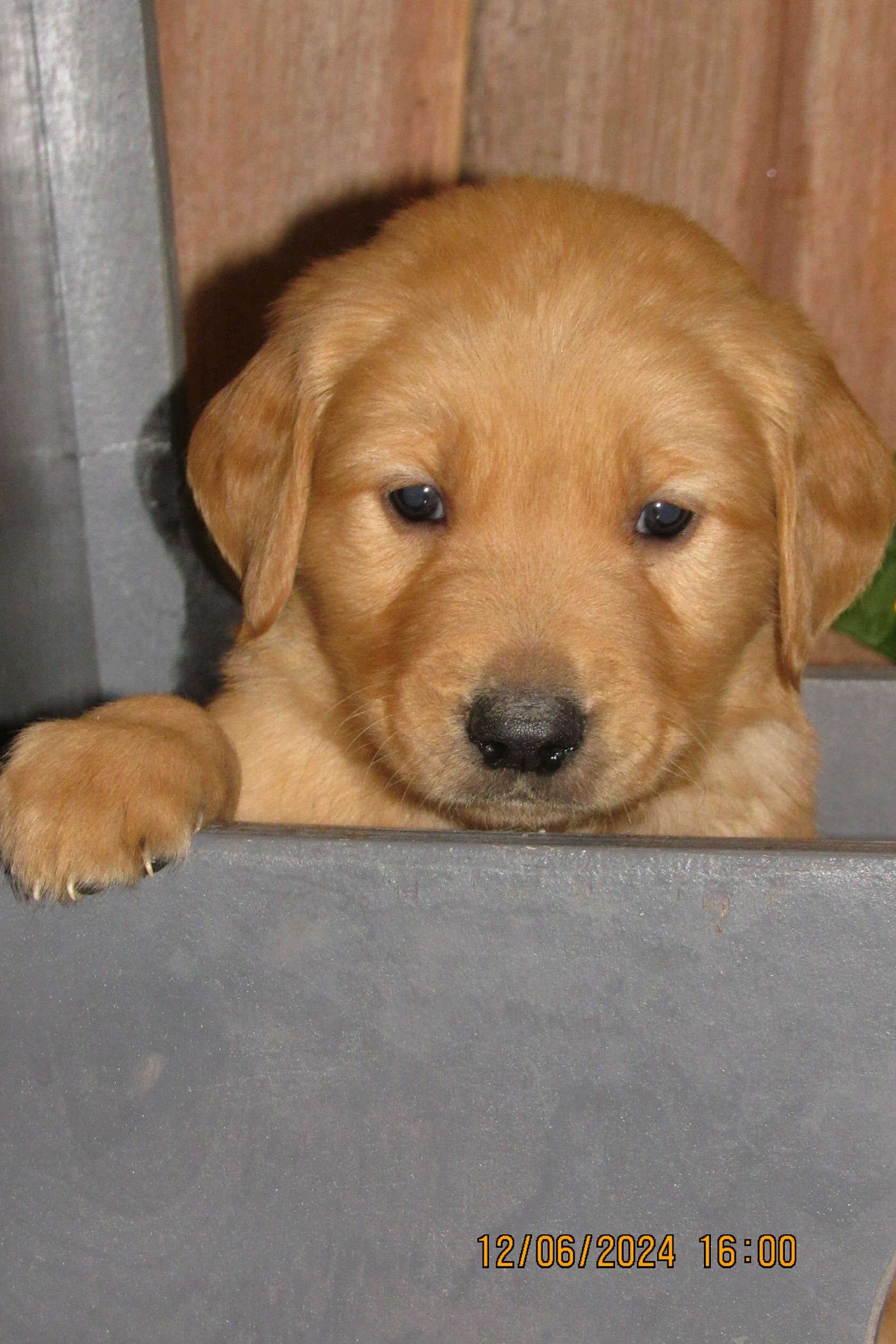 Cox Ohio Classified MarketPlace - Pets & Animals