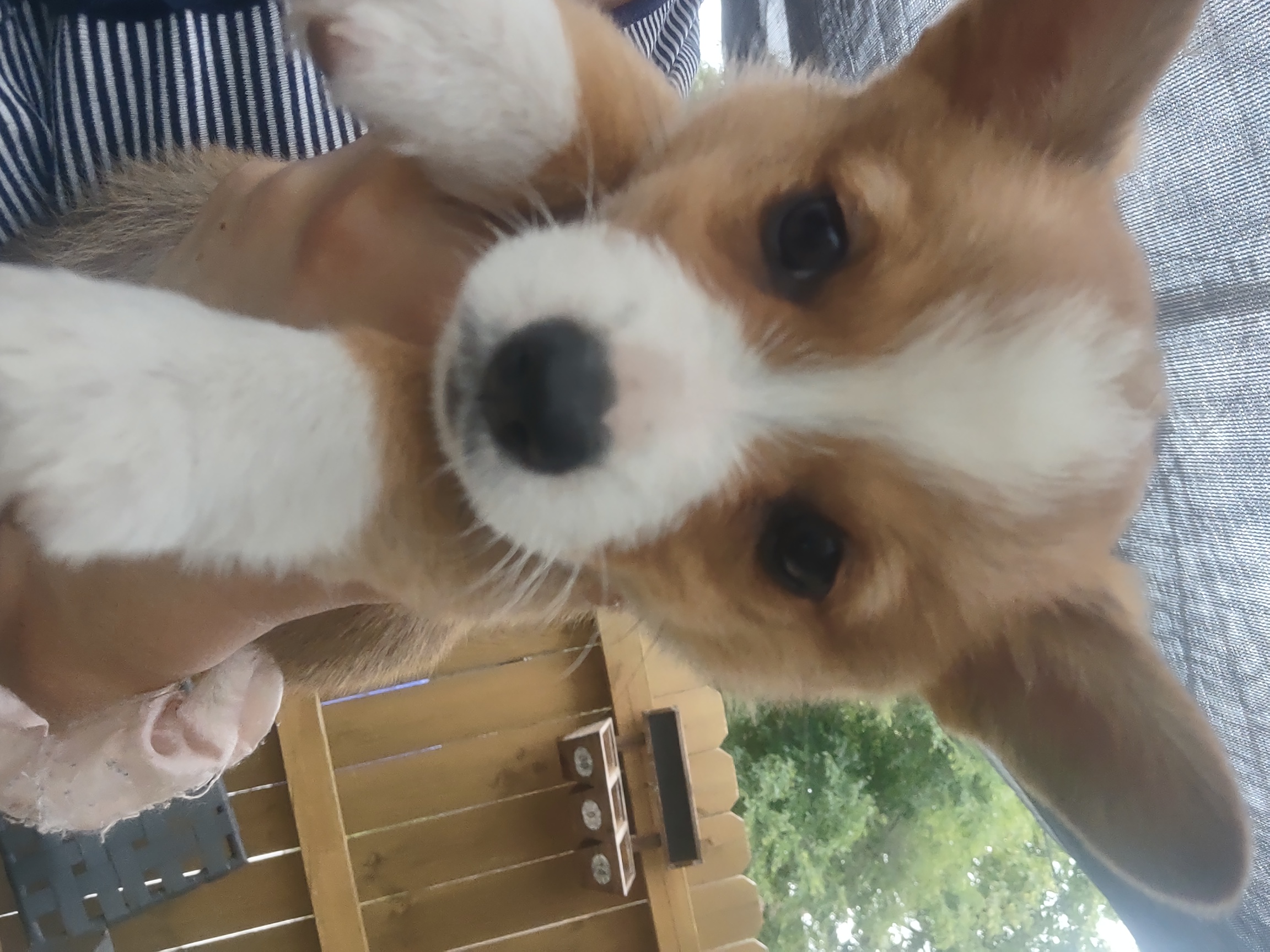 Cox Ohio Classified MarketPlace - Pets & Animals